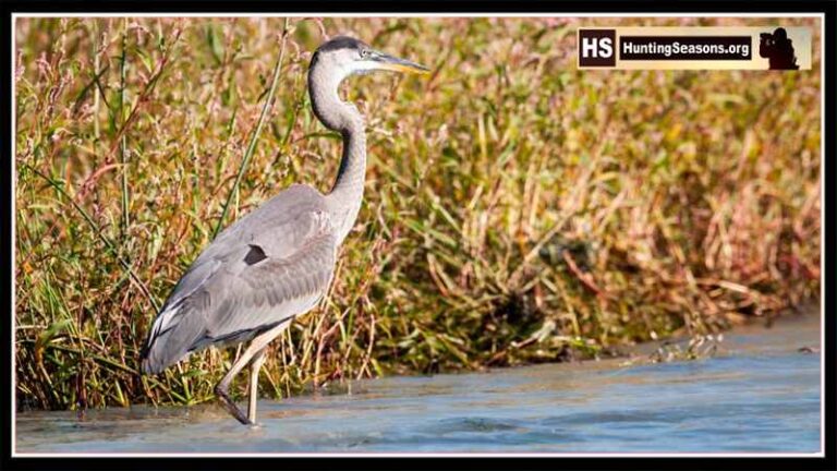 North Dakota Waterfowl Hunting Season Begins, What Hunters are facing ...