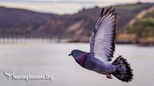 How Fast Do Pigeons Fly? [You'll Be Amazed!]